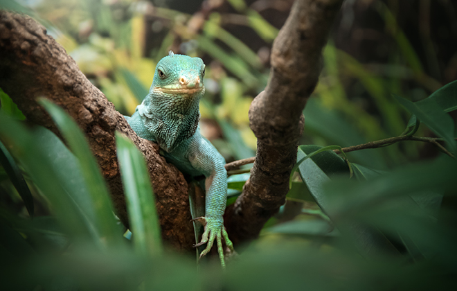 Fijian Crested Iguana - Australia Zoo
