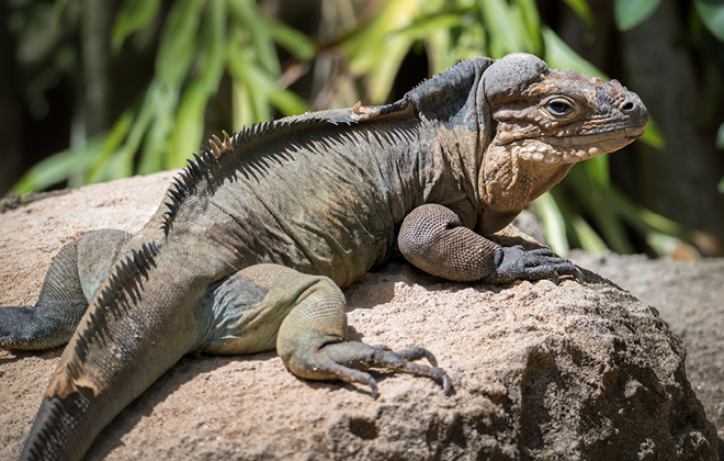 Rhinoceros Iguana - Australia Zoo