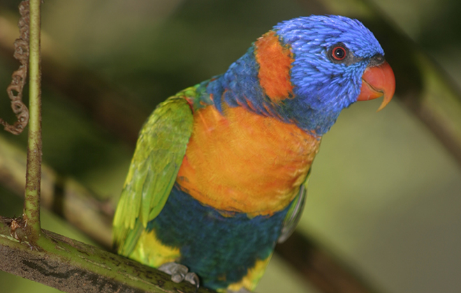Red-collared Lorikeet - Australia Zoo