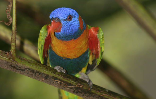 Red-collared Lorikeet - Australia Zoo