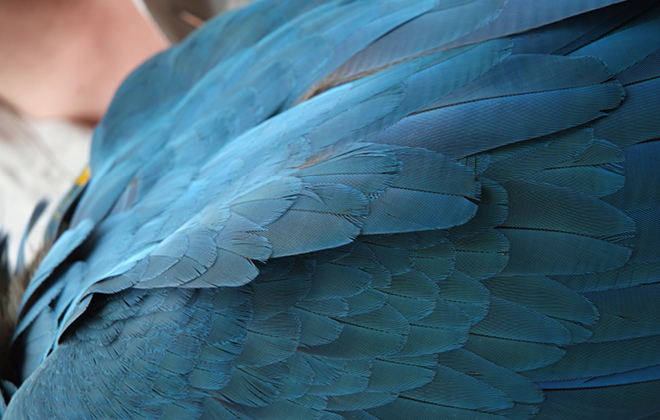 Blue-and-gold Macaw - Australia Zoo