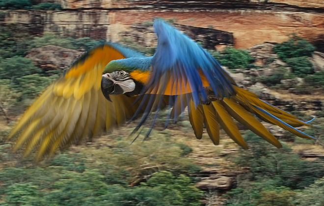 Blue-and-gold Macaw - Australia Zoo