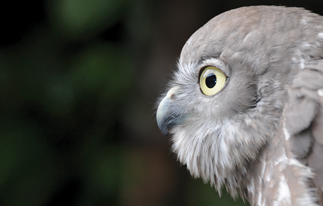 Barking Owl - Australia Zoo