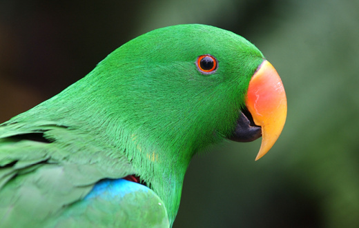 Eclectus Parrot - Australia Zoo