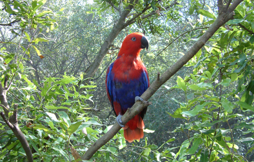 Eclectus Parrot - Australia Zoo