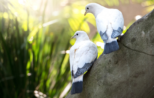 Torres Strait Island Pigeon - Australia Zoo