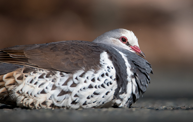 Wonga Pigeon - Australia Zoo