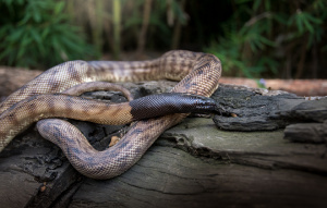 Black-headed Python - Australia Zoo