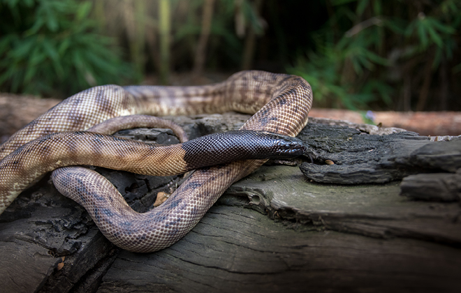 Black-headed Python - Australia Zoo