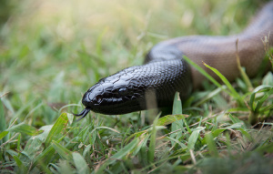 Black-headed Python - Australia Zoo