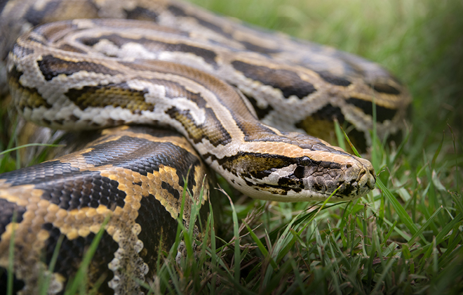 Burmese Python - Australia Zoo