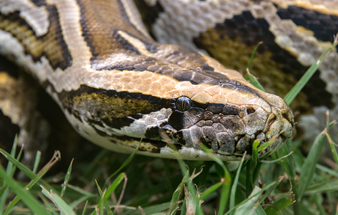 Burmese Python - Australia Zoo