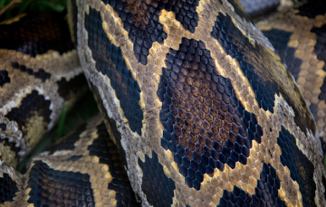 Burmese Python - Australia Zoo