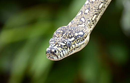 Diamond Python - Australia Zoo