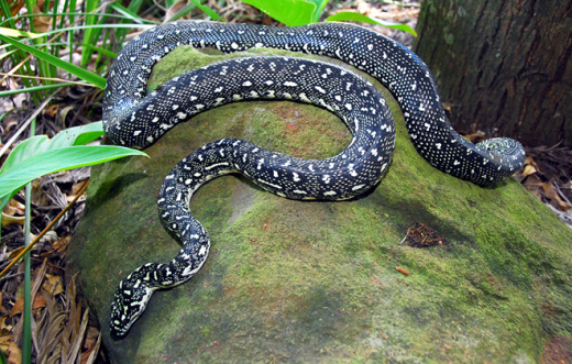 Diamond Python - Australia Zoo