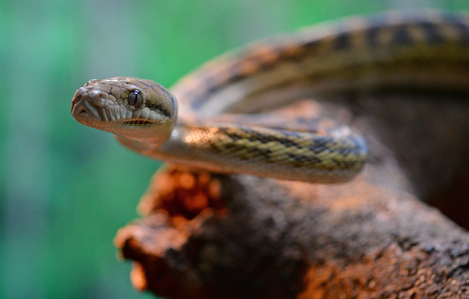 Check our our Scrub Python s at Australia Zoo