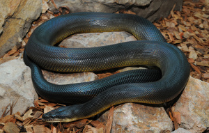 Check our our Water Python s at Australia Zoo