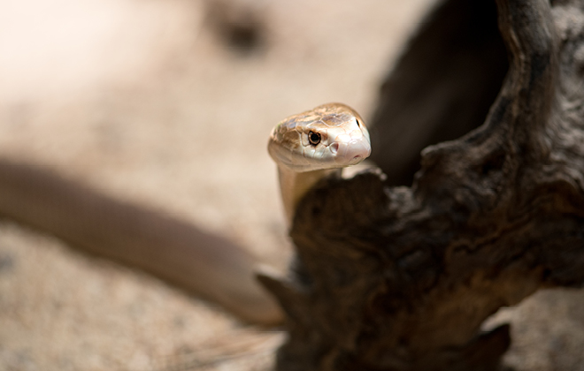 Check out our Coastal Taipan at Australia Zoo