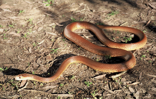 Check out our Coastal Taipan at Australia Zoo