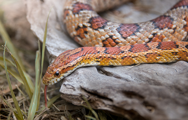Check out our Corn Snake at Australia Zoo