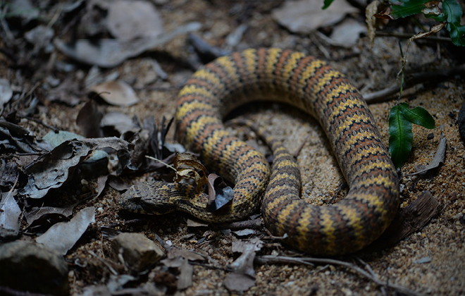 Check out our Death Adder at Australia Zoo