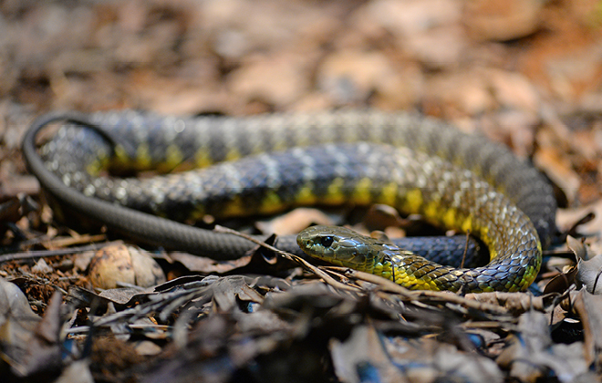 Check out our Tiger Snake at Australia Zoo