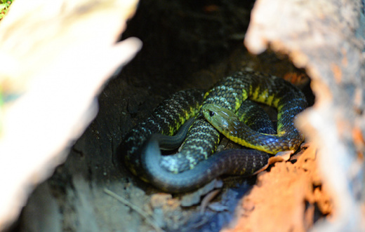 Check out our Tiger Snake at Australia Zoo