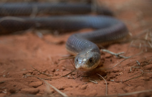 Check out our King Brown or Mulga Snake at Australia Zoo
