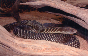 Check out our King Brown or Mulga Snake at Australia Zoo