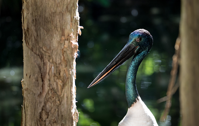 Check out our Black-necked Stork at Australia Zoo