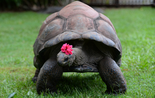 Check out our Aldabra Tortoise at Australia Zoo