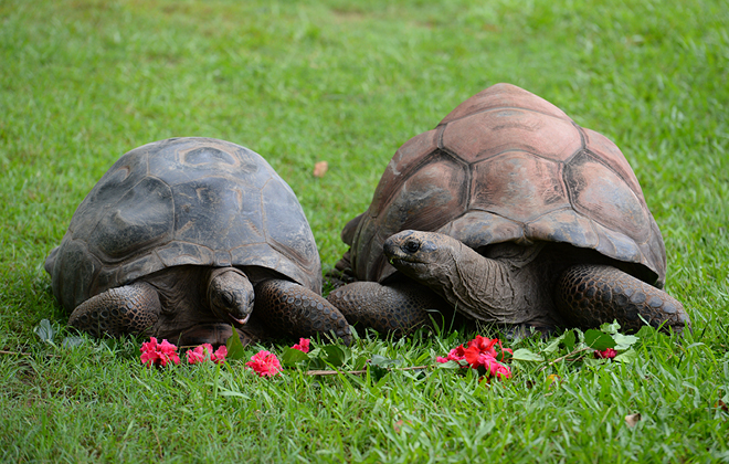Check out our Aldabra Tortoise at Australia Zoo