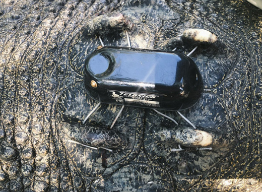 Crocodile Conservation - The Largest Croc Research Project In The World!