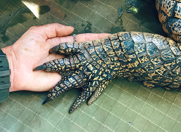 Crocodile Conservation - The Largest Croc Research Project In The World!