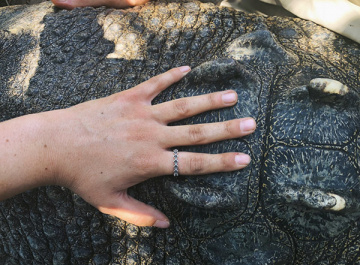 Crocodile Conservation - The Largest Croc Research Project In The World!