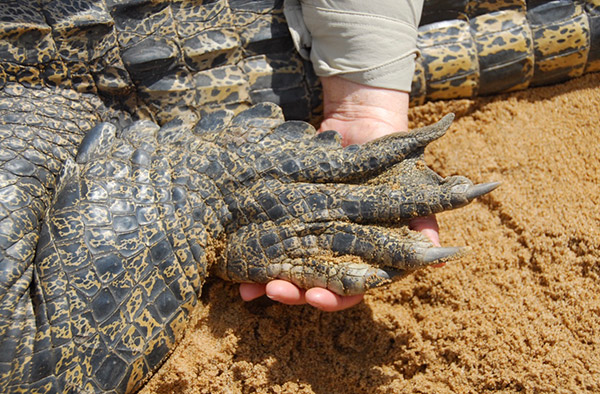 Crocodile Conservation - The Largest Croc Research Project In The World!
