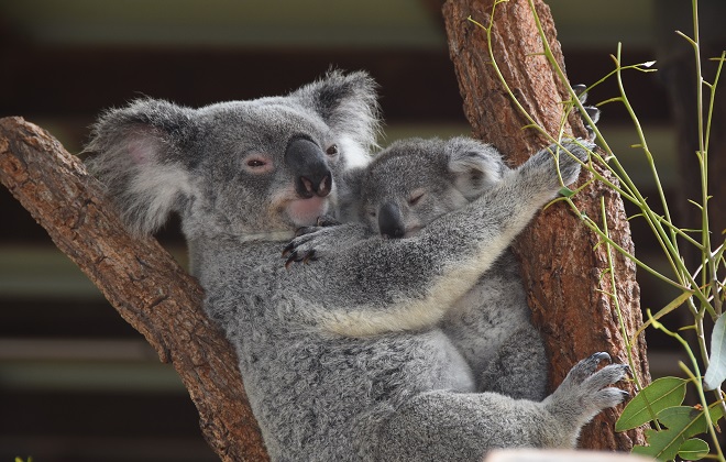 Plan Your Day Of Wildlife Adventures At Australia Zoo