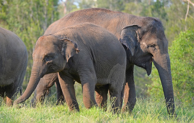 Check out our Sumatran Elephants at Australia Zoo