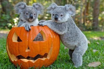 Halloween at Australia Zoo