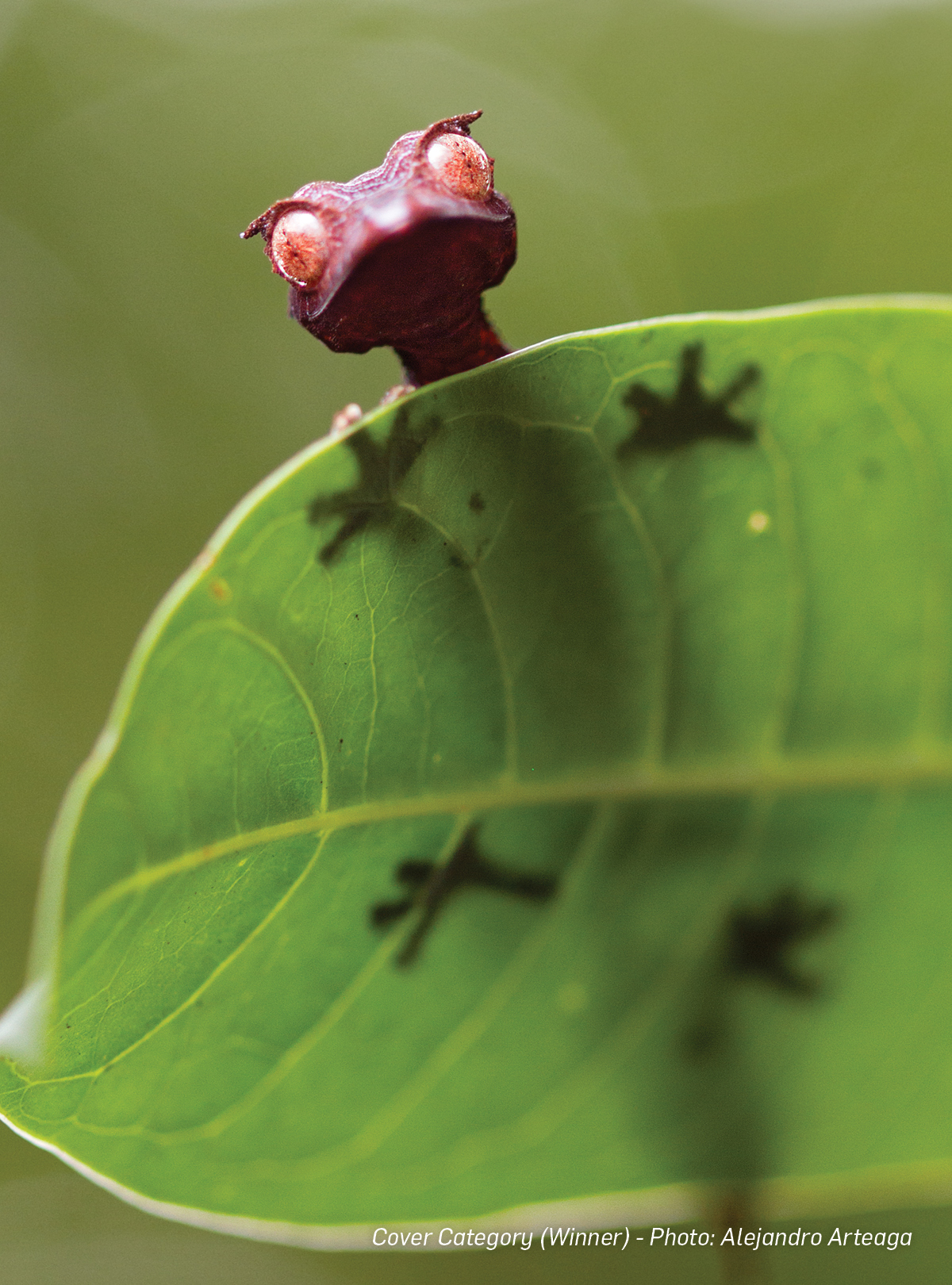 Photography Competition Category One: Crikey! Magazine Cover ...