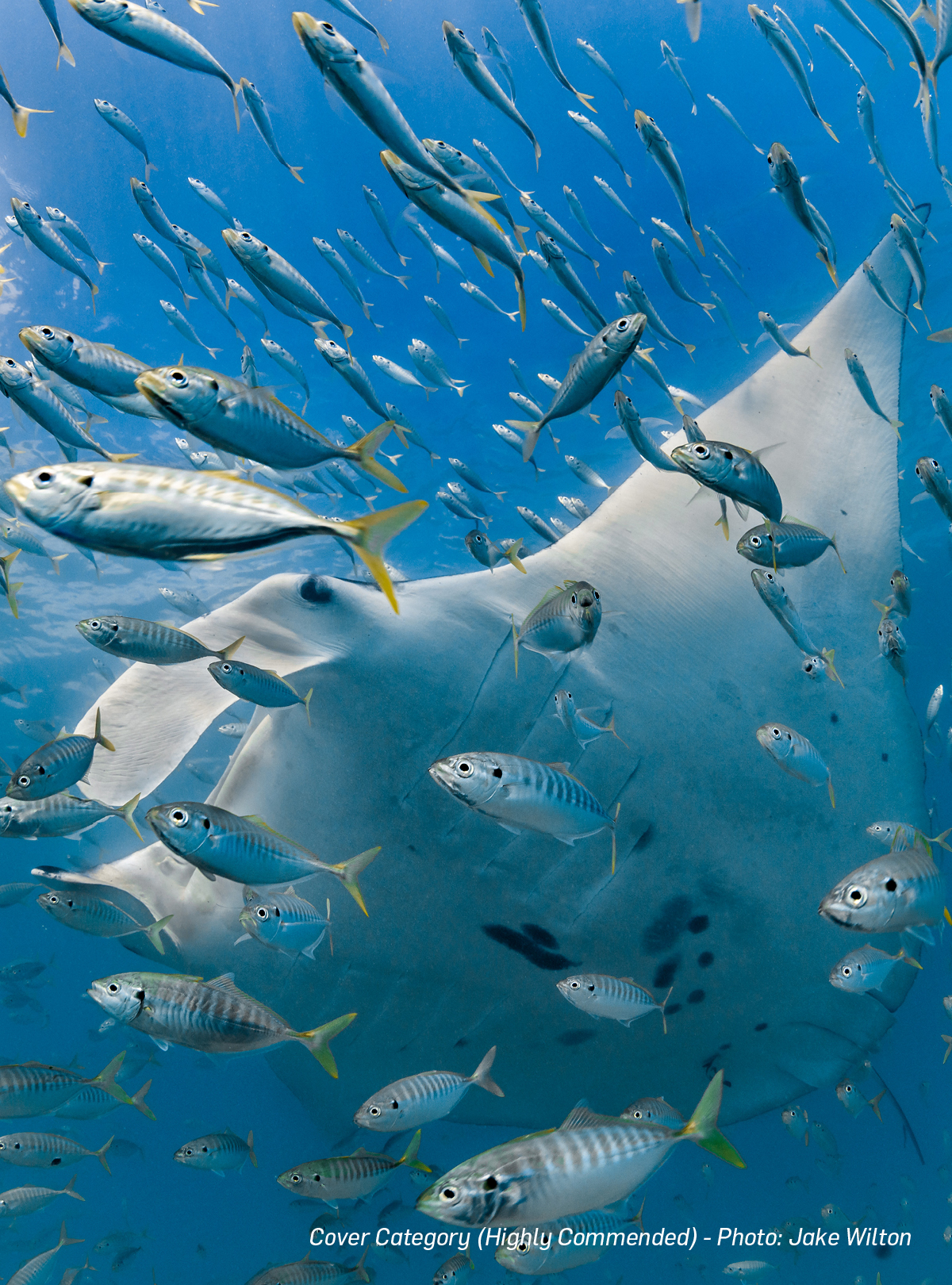 Photography Competition Category One: Crikey! Magazine Cover ...