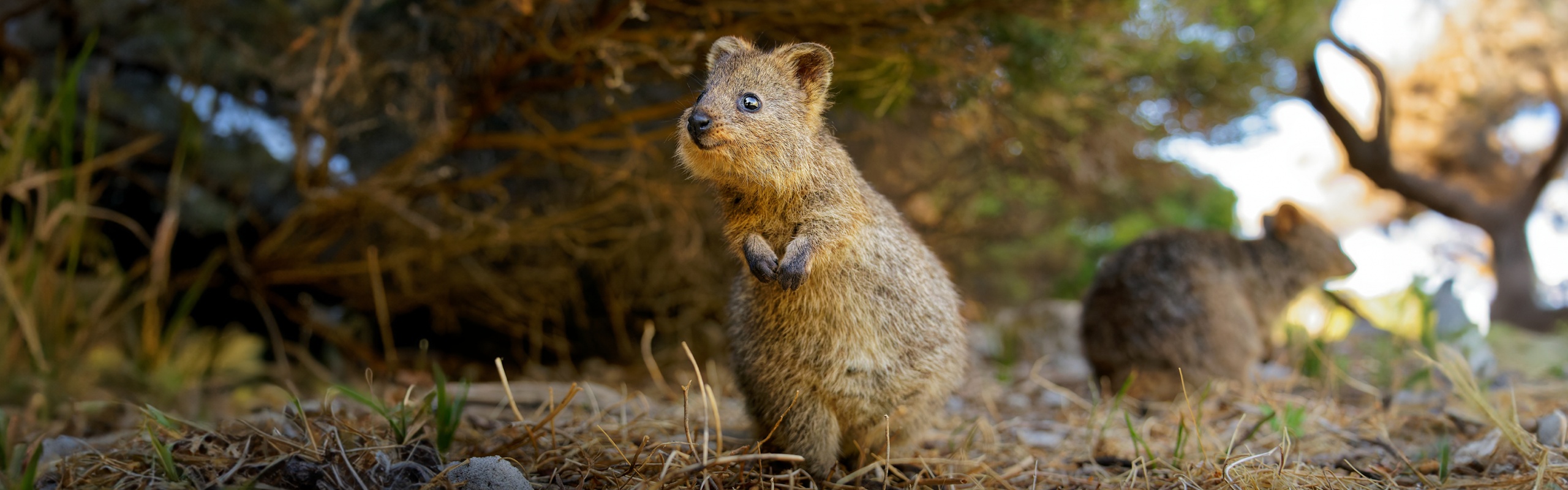 Check out our Quokka at the Australia Zoo