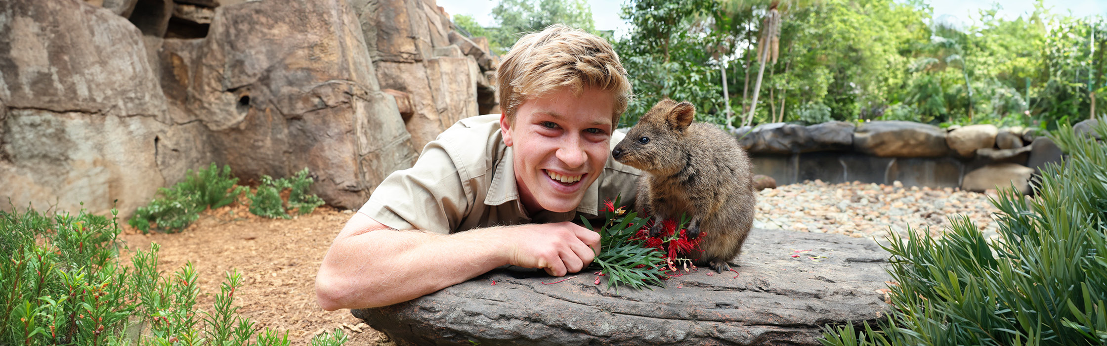 Quite Cute Quokka Encounter - Australia Zoo