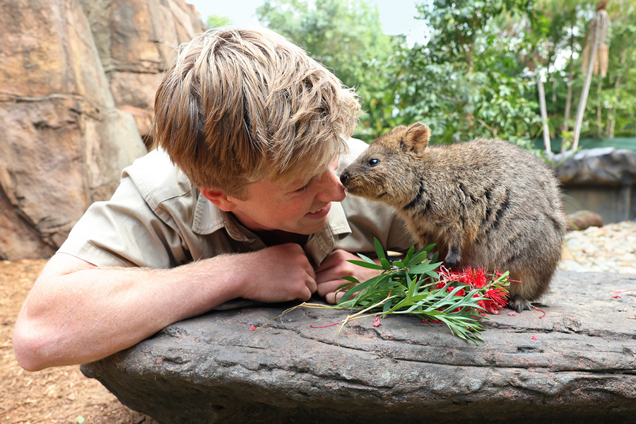 Quite Cute Quokka Encounter - Australia Zoo
