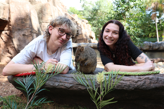 Quite Cute Quokka Encounter - Australia Zoo